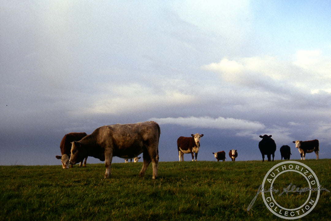 Cows – Alexander Images Inc.